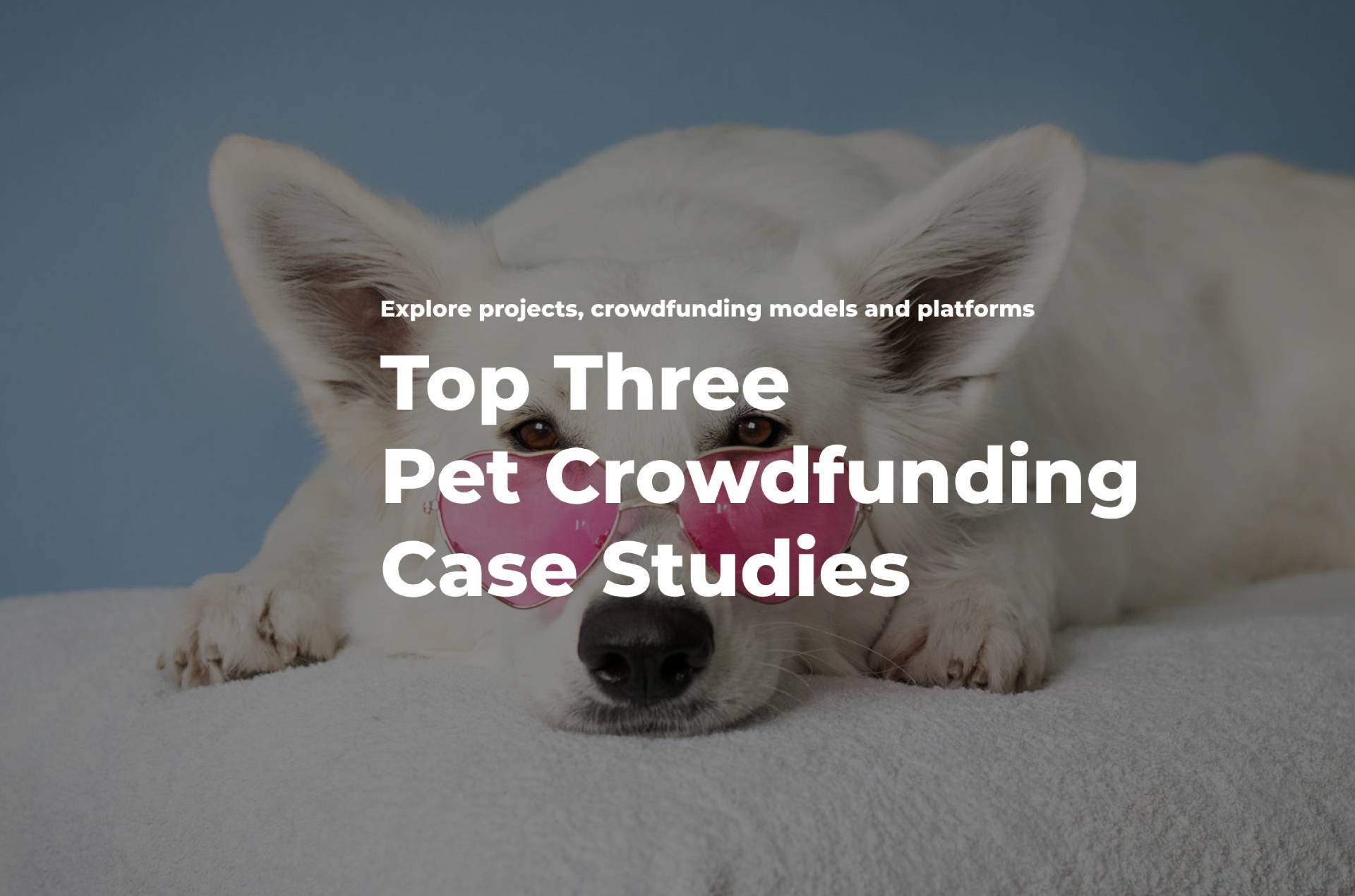 Empowering Furry Friends through Crowdfunding for Pets